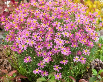 Mimulus X Hybrida Magic Blotch Flower Seed Mix 200 Seeds - Etsy