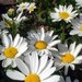Creeping Daisy Seeds Chrysanthemum Paludosum Flower Seeds 10000 Seeds ...