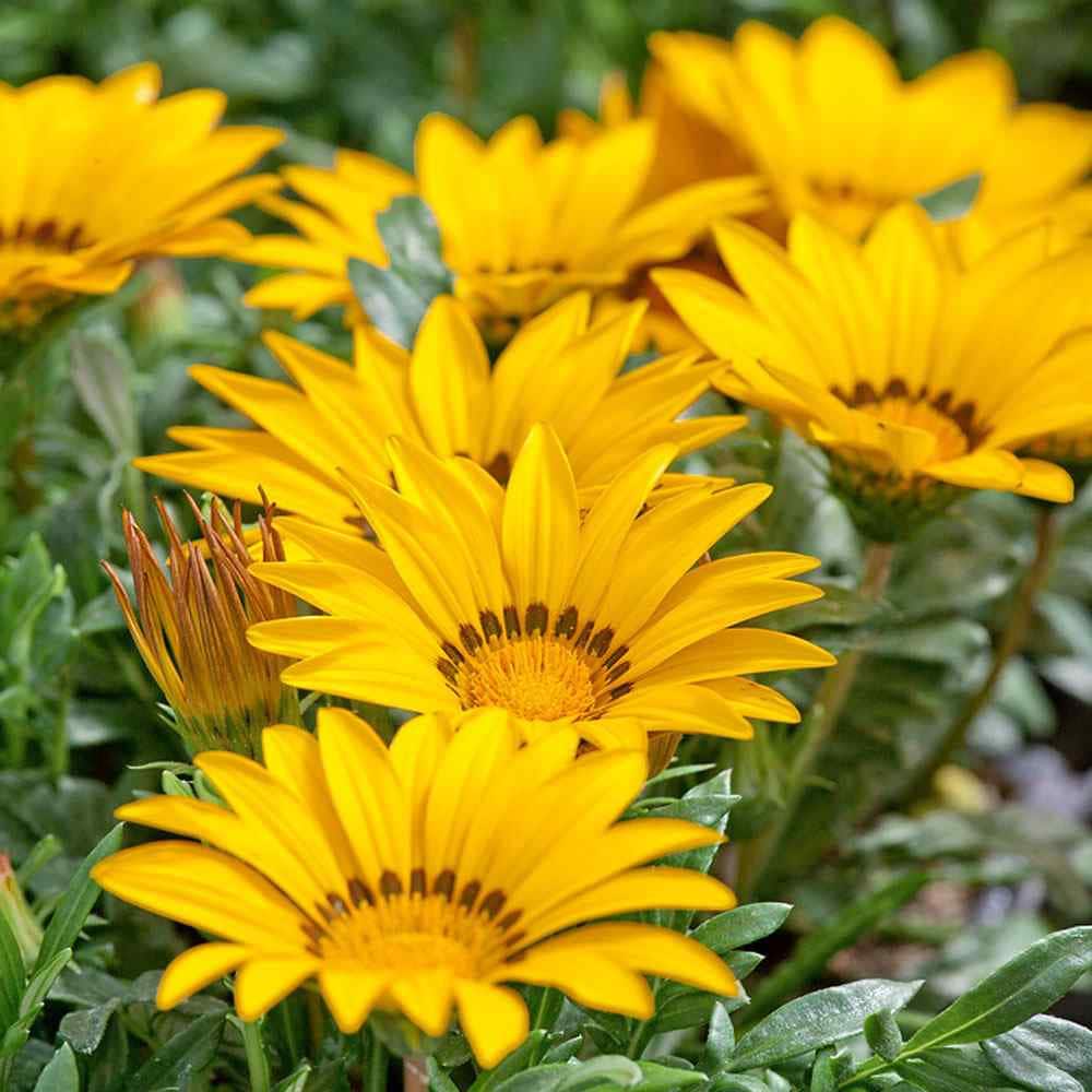 Drought Tolerant Yellow Treasure Flower Gazania Ground Cover - Etsy