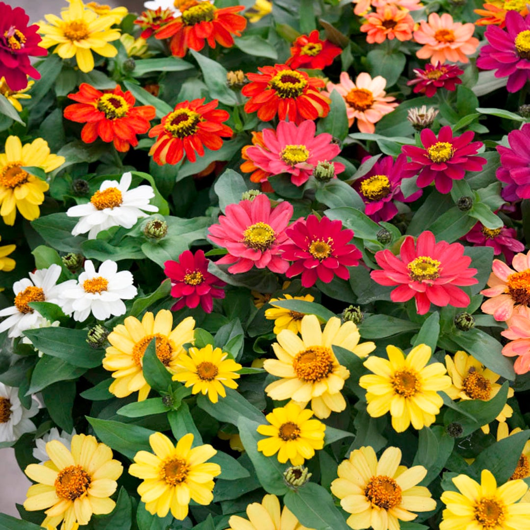 Zinnia Hybrida Profusion Double Flower Seed Mix - 25 Seeds - Etsy