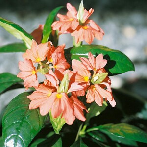 Firecracker Plant Seed - Crossandra Tropic Flame Flower Seeds - 15 ...