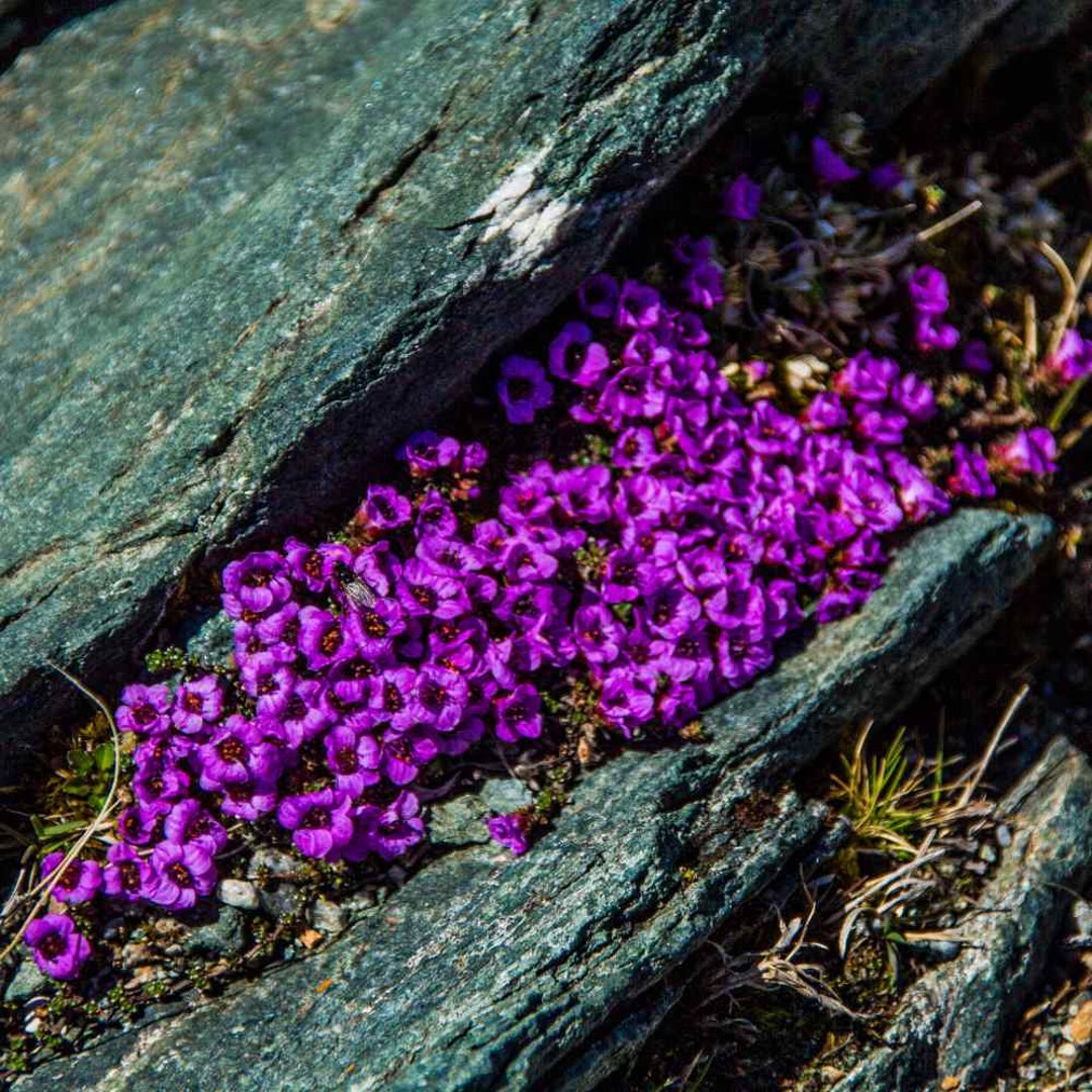Saxifraga Seeds - Purple Robe Ground Cover Seeds - 4000 Seeds - Etsy