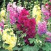 Alcea Rosea Spring Celebrities Hollyhock Flower Seeds Mix 20 Seeds - Etsy