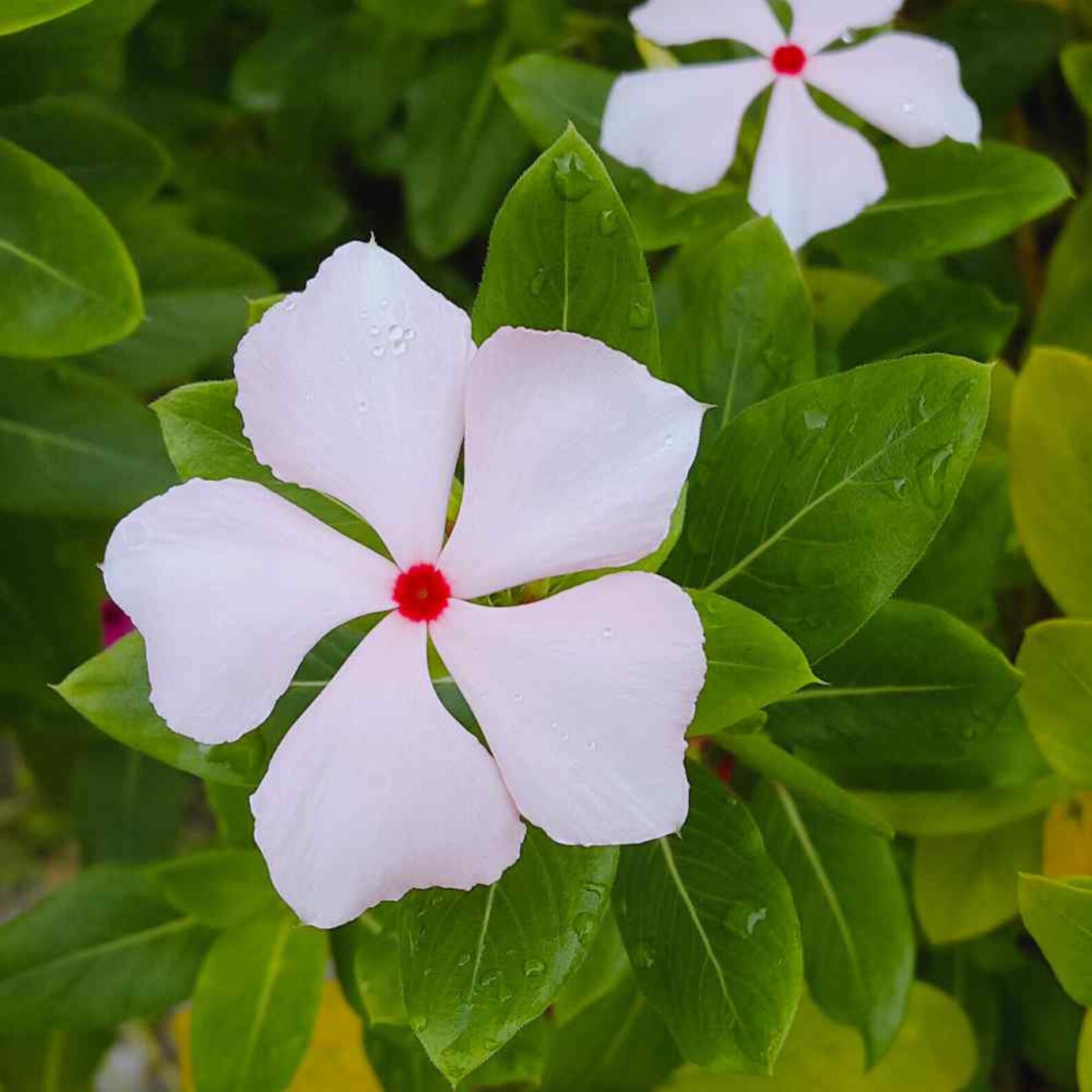 Periwinkle Seeds - Vinca Rosea Bright Eyes Ground Cover Seed - 4000 ...