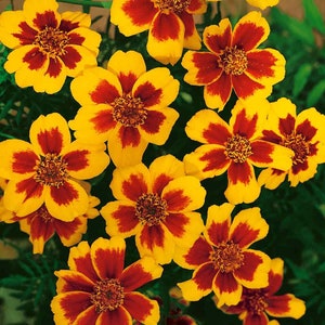 Marigold Seeds - Tagetes Patula Dainty Marietta Flower Seed - 1000 ...