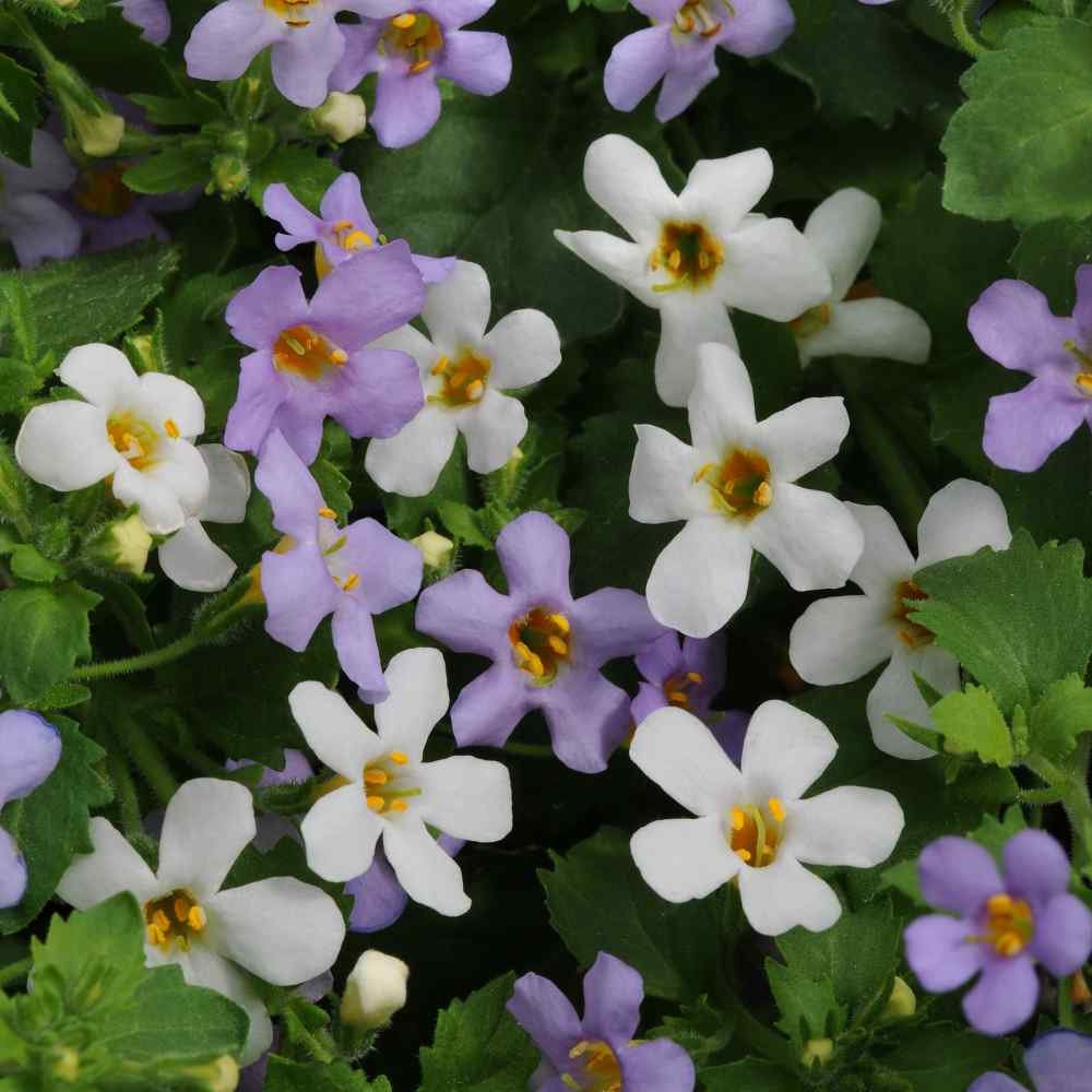 Bacopa Utopia Fuseables Trailing Bacopa Flower Seeds 20 - Etsy