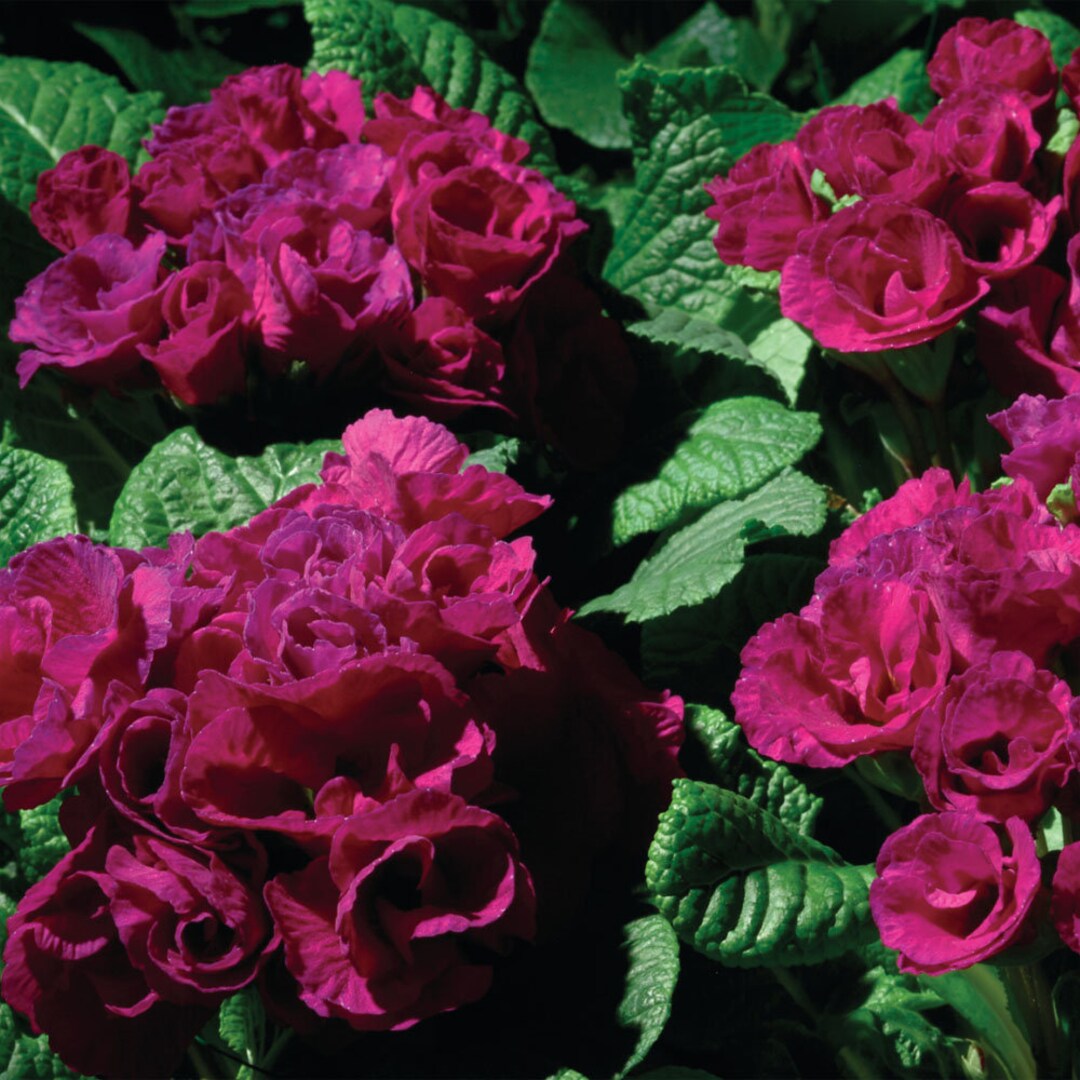 Primula Acaulis Primlet Purple Flower Seeds - AKA Common Primrose - 20 ...