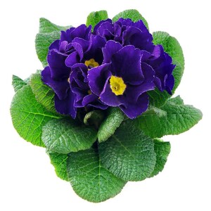 Primrose Seeds - Primula Acaulis Blue Common Primrose Flower Seed - 100 ...