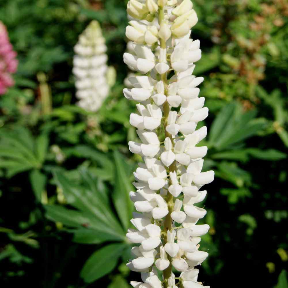 Lupine Seed - Lupinus Polyphyllus Noble Maiden Flower Seeds - 1000 ...