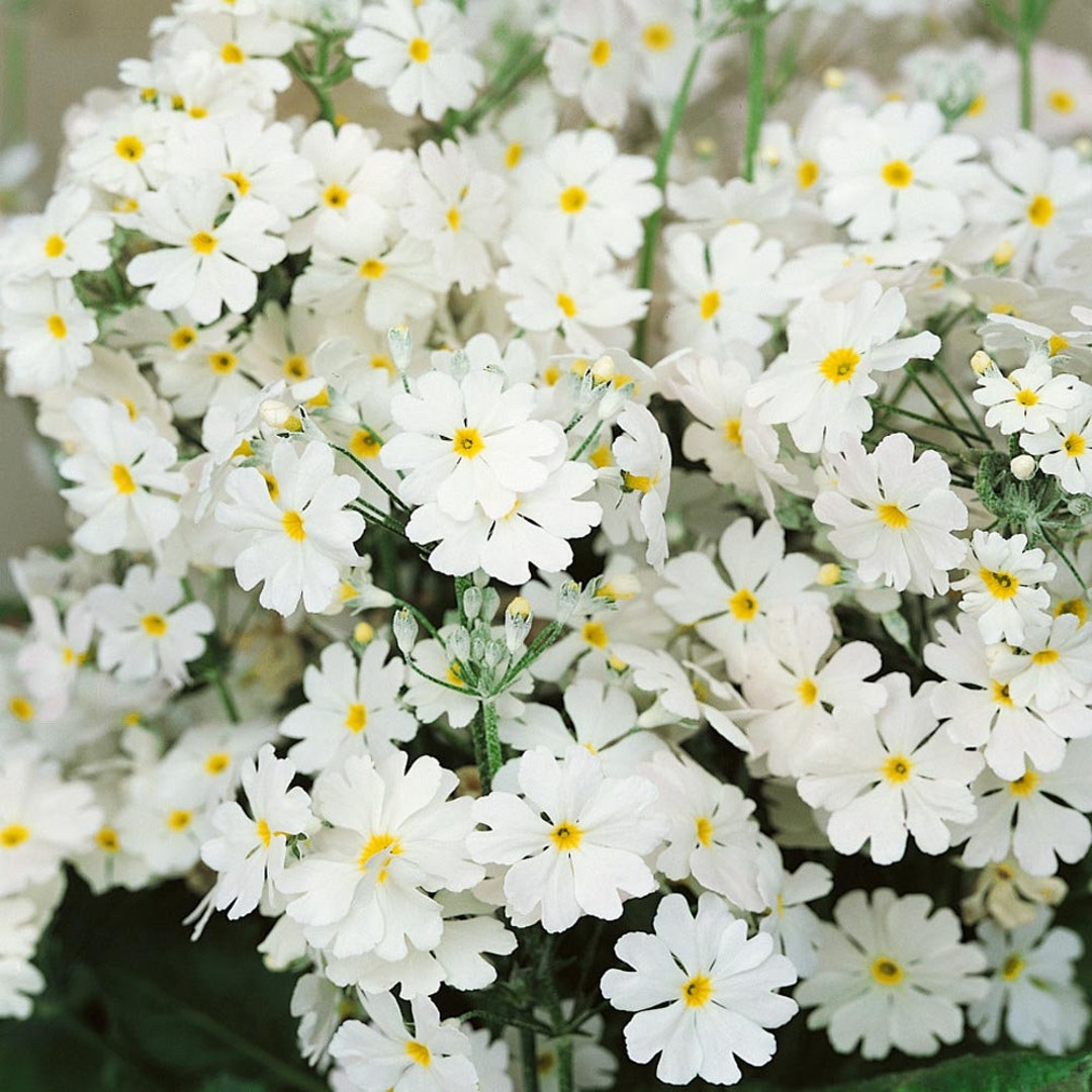 Fairy Primrose Seeds - Primula Malacoides White Flower Seeds - 2000 ...