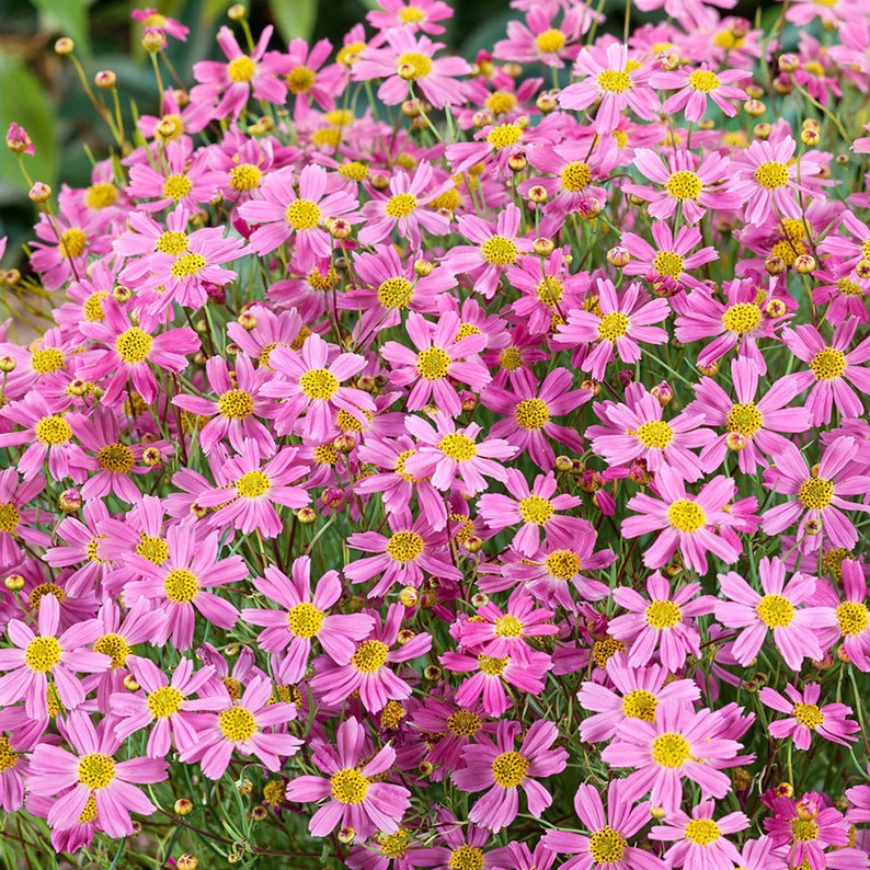 Coreopsis Rosea American Dream Xeriscape Garden Flower Seeds - Etsy