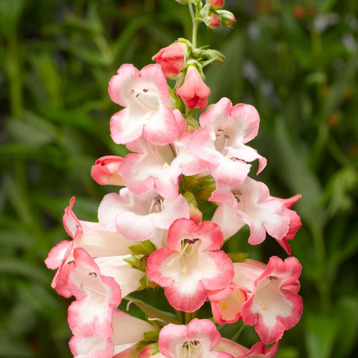 Beardtongue Penstemon Hartwegii Arabesque Pink Drought Resistant Flower ...