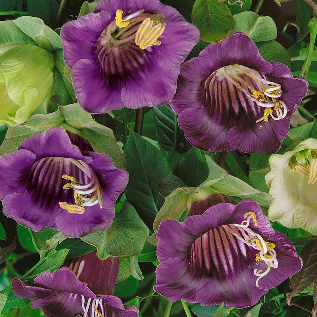 Cobaea Scandens Violet Cup & Saucer Vine Flower Seeds - 200 Seeds - Etsy