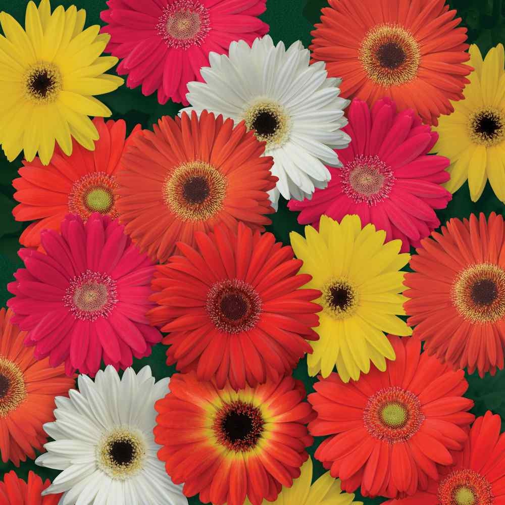Gerbera Daisy Colorbloom Flower Seed Mix 20 Seeds - Etsy