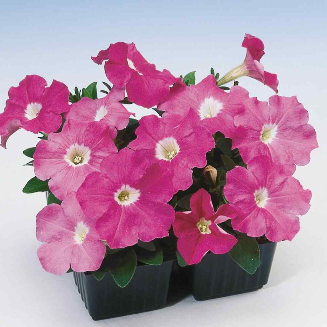 Petunia Multiflora Seeds - Pink Petunia Flower Seeds - 250 Seeds - Etsy