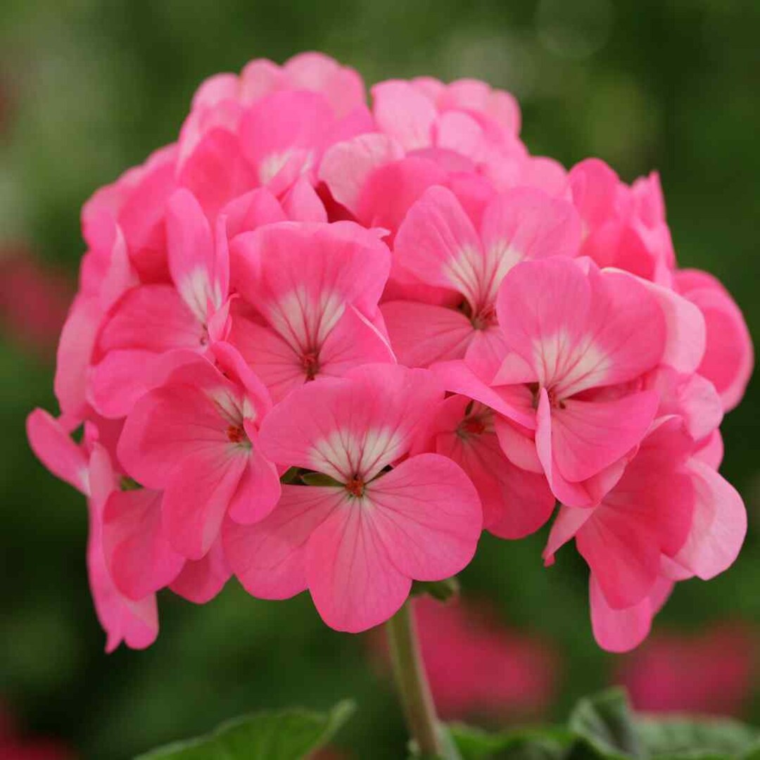 Geranium Drought Tolerant Pelargonium Zonale Geranium Rose Flower Seeds ...