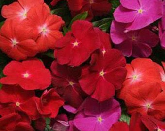 Pansy Seed Mix Pansy Matrix Ocean Breeze Mix 50 Seeds - Etsy