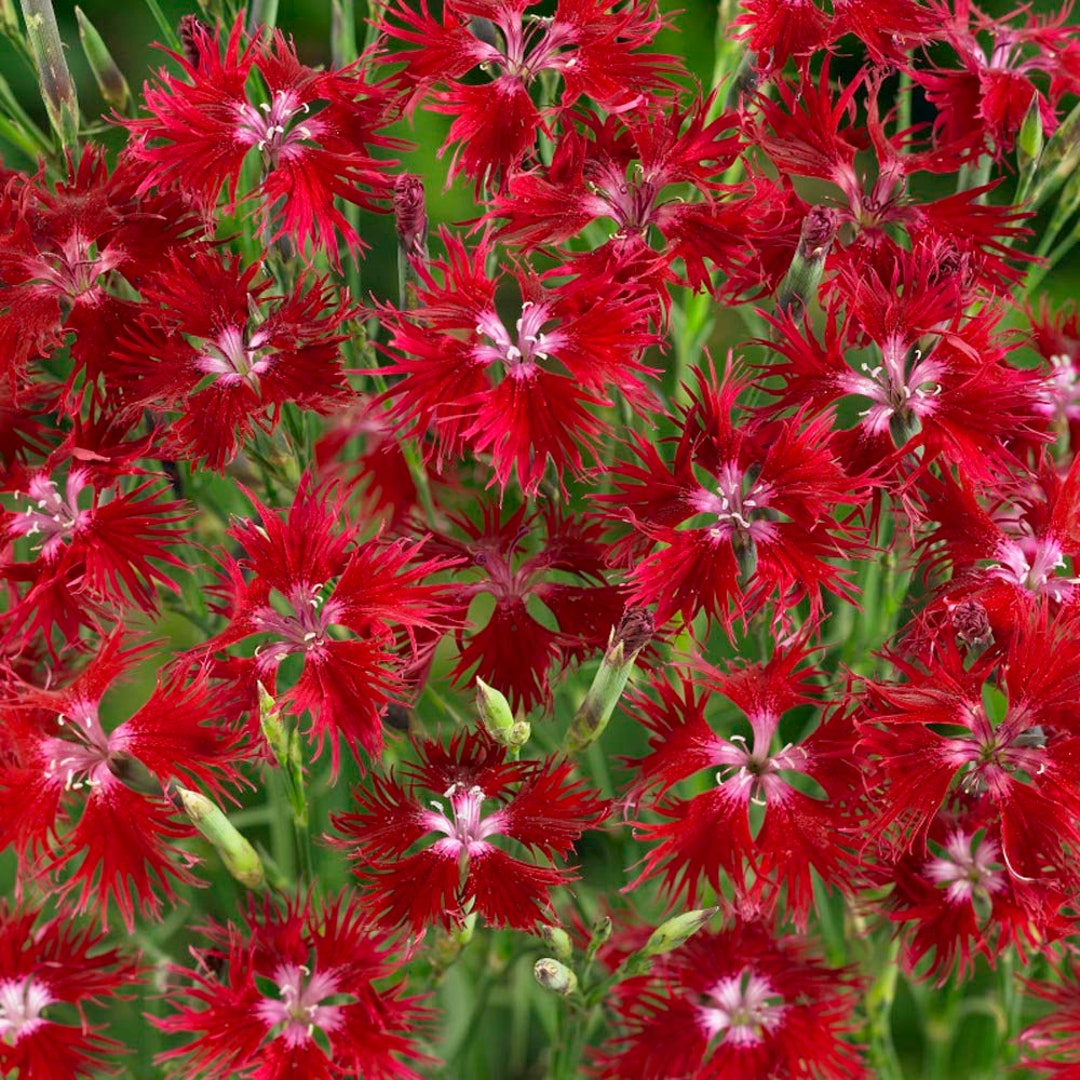 Dianthus Seed - Dianthus Superbus Hybrids Red Flower Seed - 5000 Seeds ...