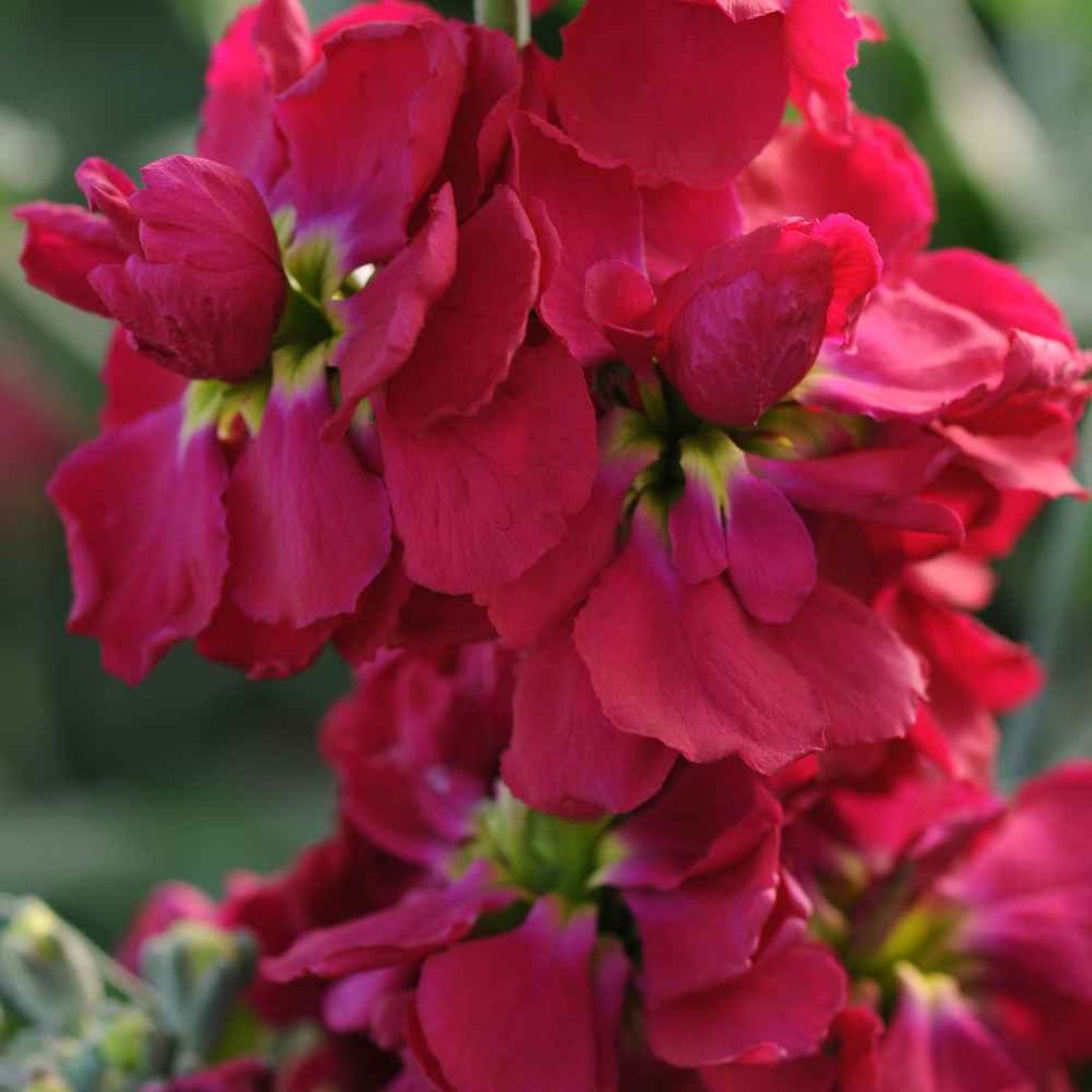 Stock Seed - Crimson Stock Flower Seeds - 1000 Seeds - Etsy