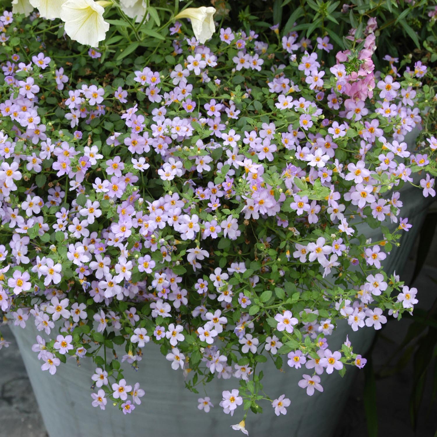 Bacopa Seeds Bacopa Blutopia Blue Flower Seeds 20 Seeds - Etsy