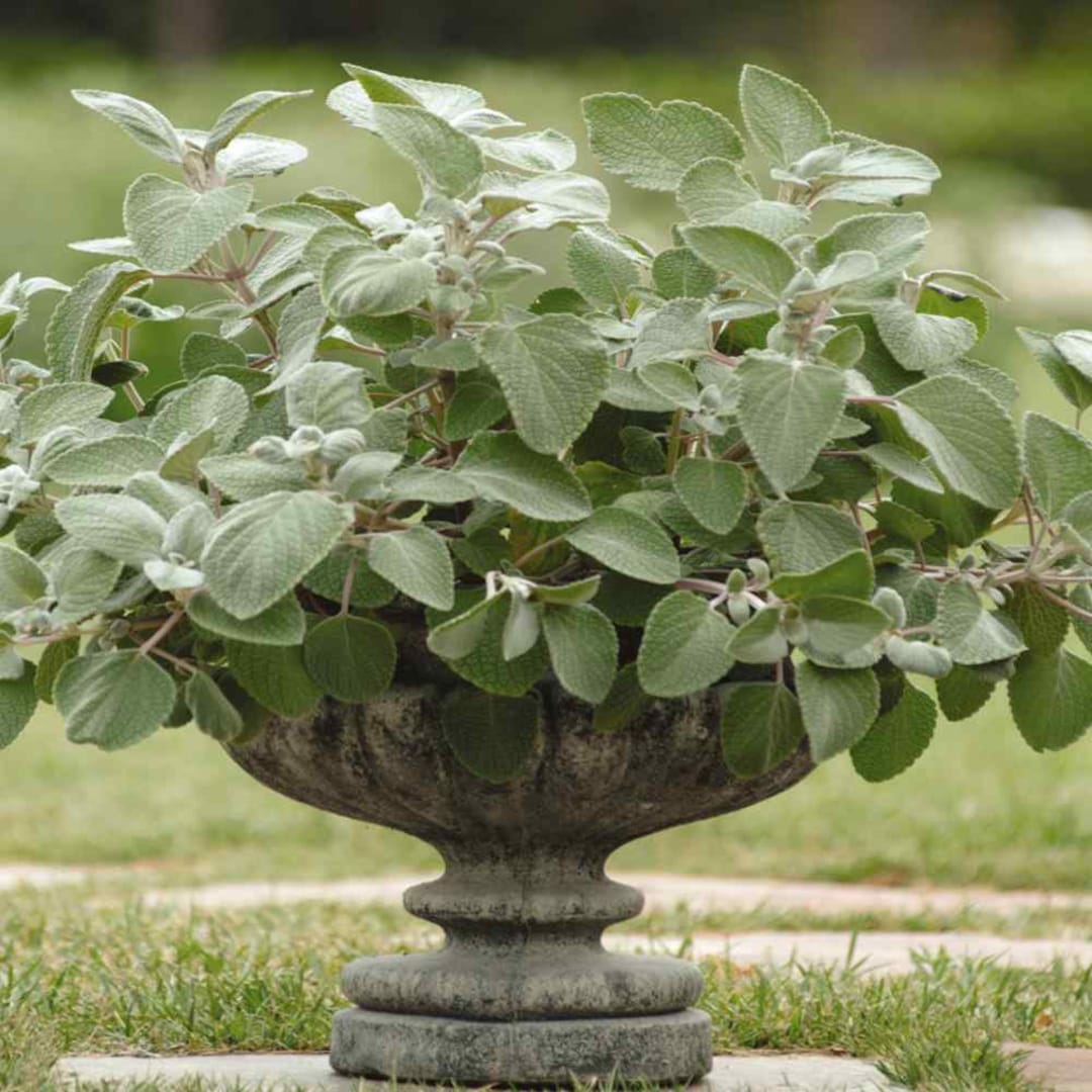 Plectranthus Argentatus Silver Shield - Silver Spurflower Flower Seed ...