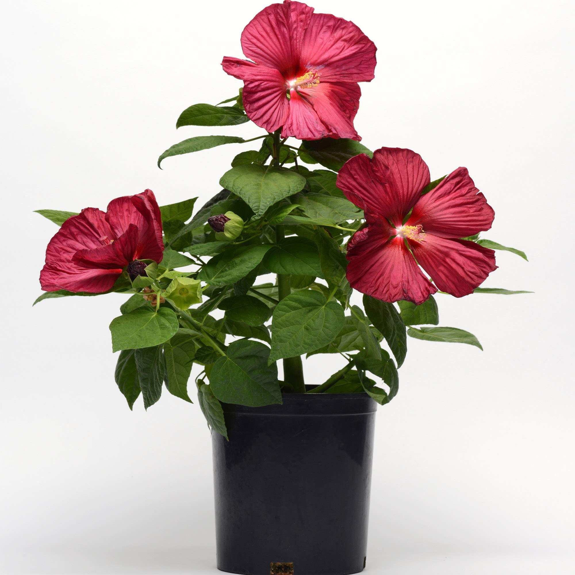 Hibiscus Seed Luna Red Hardy Hibiscus Flower Seeds 10 - Etsy