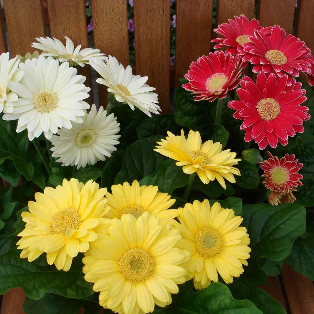 Gerbera Seed Gerbera Daisy Yellow Flower Seeds 10 Seeds - Etsy