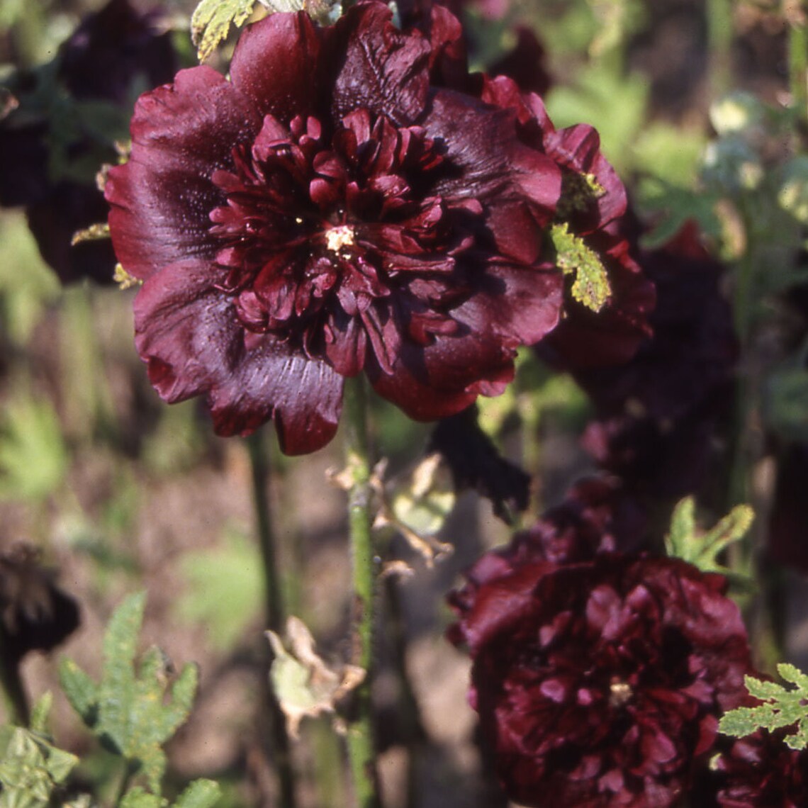 Perennial Alcea Rosea Chaters Double Maroon Hollyhock Flower Seeds 200 ...