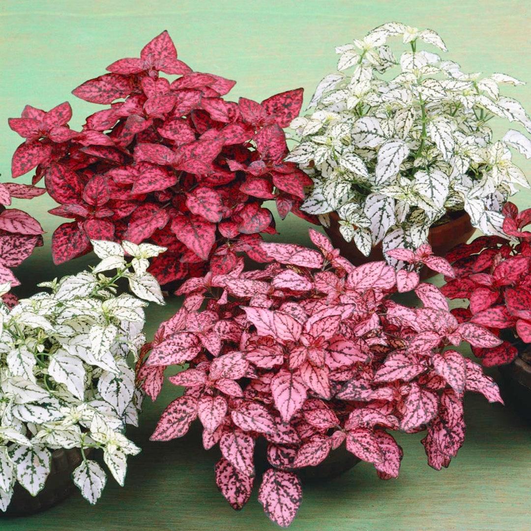 Hypoestes Splash Seeds Mix - Polka Dot Plant - 100 Seeds - Etsy