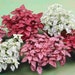 Hypoestes Splash Seeds Mix - Polka Dot Plant - 100 Seeds - Etsy