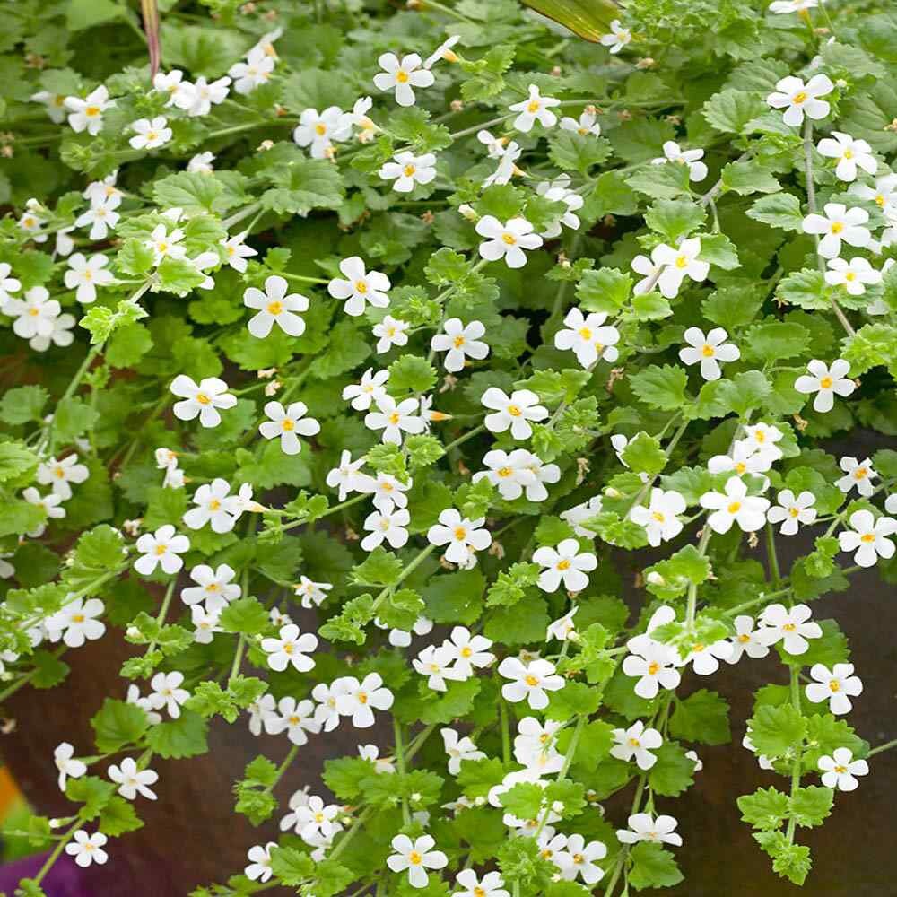 Bacopa Snowtopia Seeds - White Bacopa Flower Seeds - 10 Seeds - Etsy