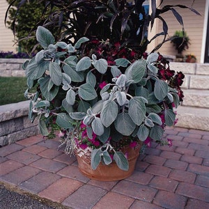 Plectranthus Argentatus Silver Shield - Silver Spurflower Flower Seed ...