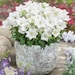 Campanula Carpatica Flower Seed White Bellflower Seeds 10000 Seeds - Etsy