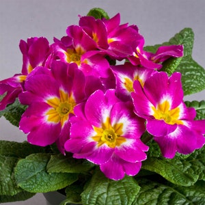 Annual Primula, Common Primrose Wine Bicolor Flower Seeds - 50 Seeds - Etsy