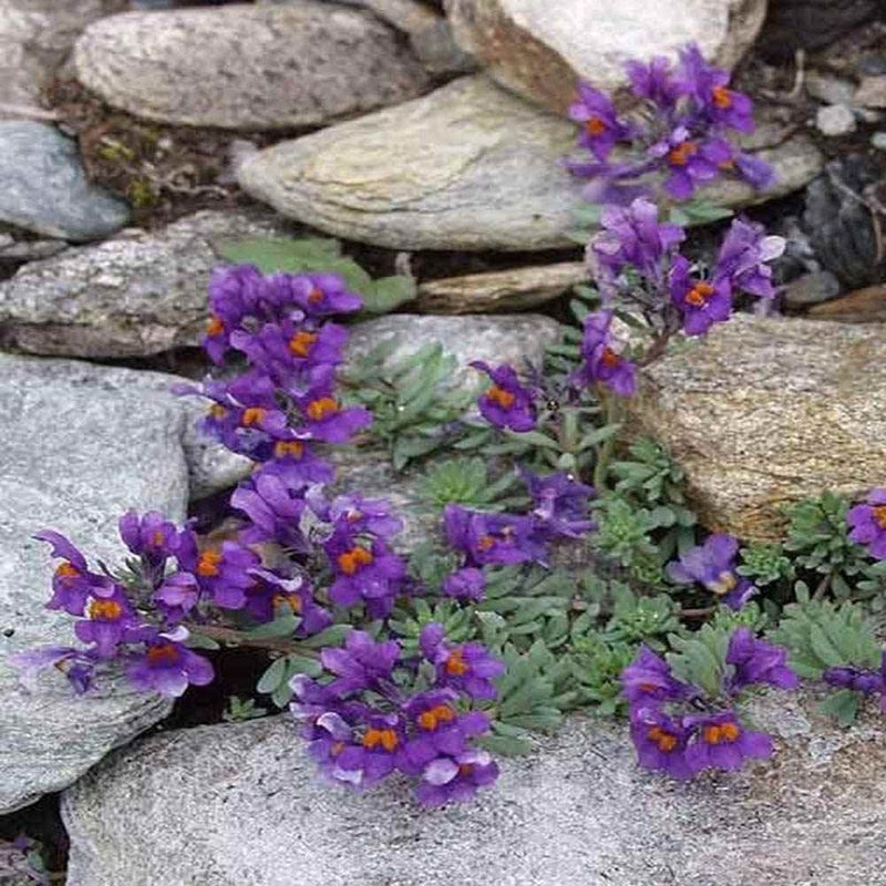 Alpine Plants - Etsy