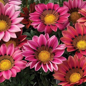 Drought Tolerant Treasure Flower Gazania Kiss Rose Ground Cover Plant ...