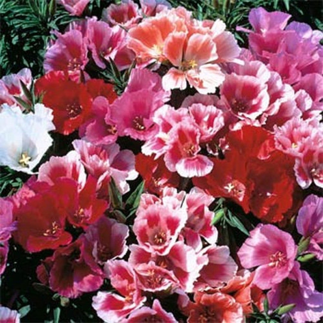 Godetia Seeds - Godetia Grandiflora Tall Double Flower Seed - 10000 ...