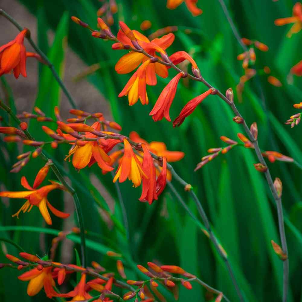 Crocosmia Flower Seeds - Crocosmia Paniculata - 100 Seeds - Etsy