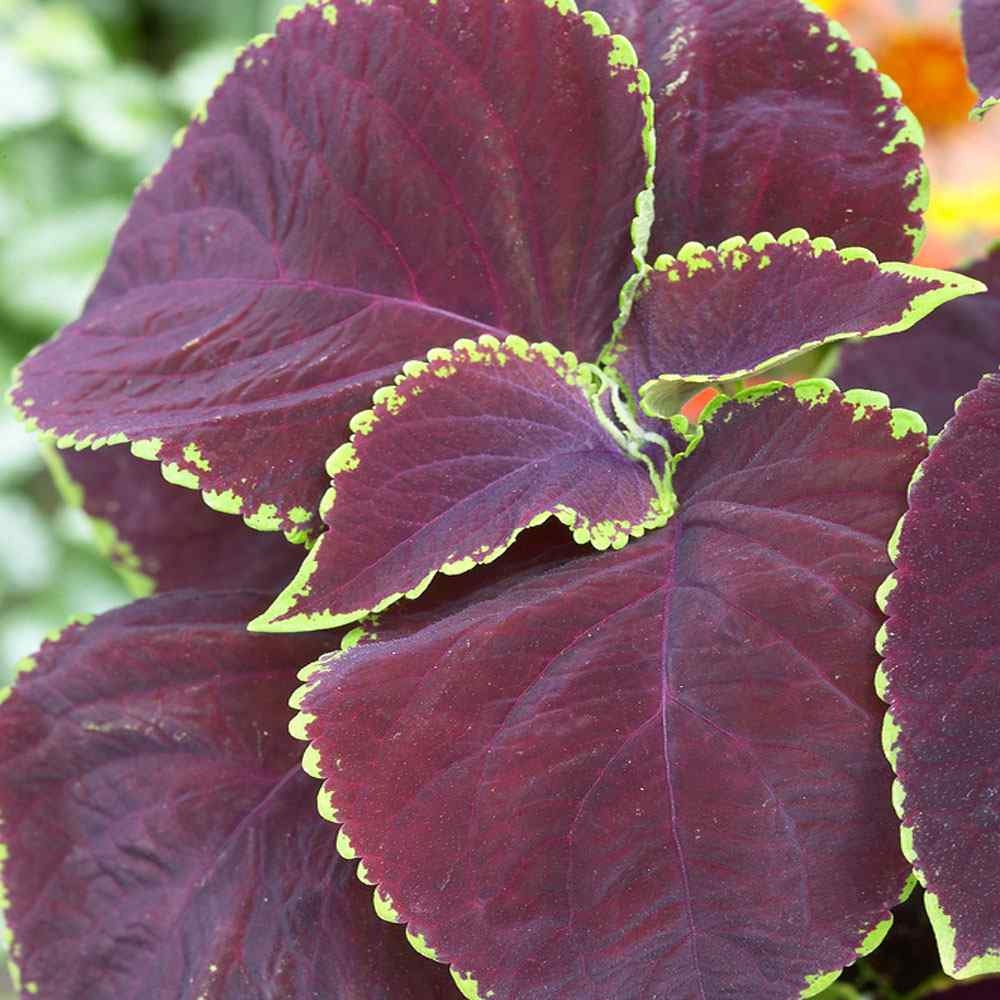 Coleus Flower Seed - Coleus Chocolate Mint Seeds - 20 Seeds - Etsy