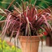 Phormium Tenax New Hybrids - New Zealand Flax Ornamental Grass - 100 ...