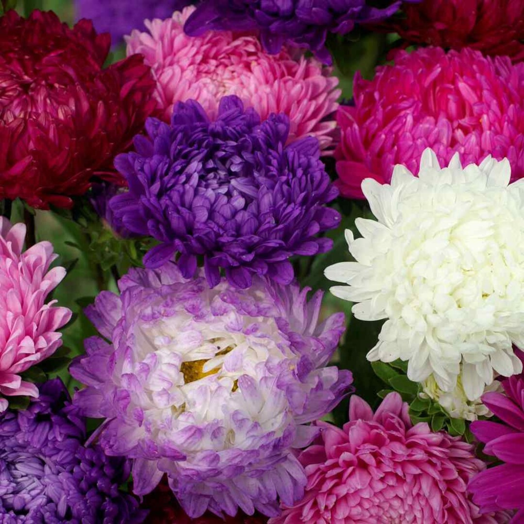 Aster Seeds - Aster Callistephus Tall Double Paeony Duchess Mix - 2000 ...