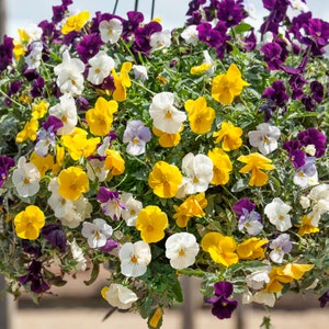 Pansy Cool Wave Mix - Spreading Pansies Flower Seeds - 15 Seeds - Etsy