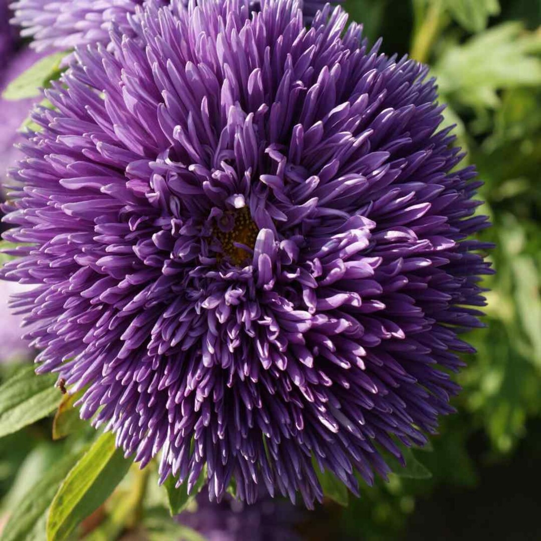 Aster Seeds - Tiger Paw Aster Flower Seeds - 1000 Seeds - Etsy