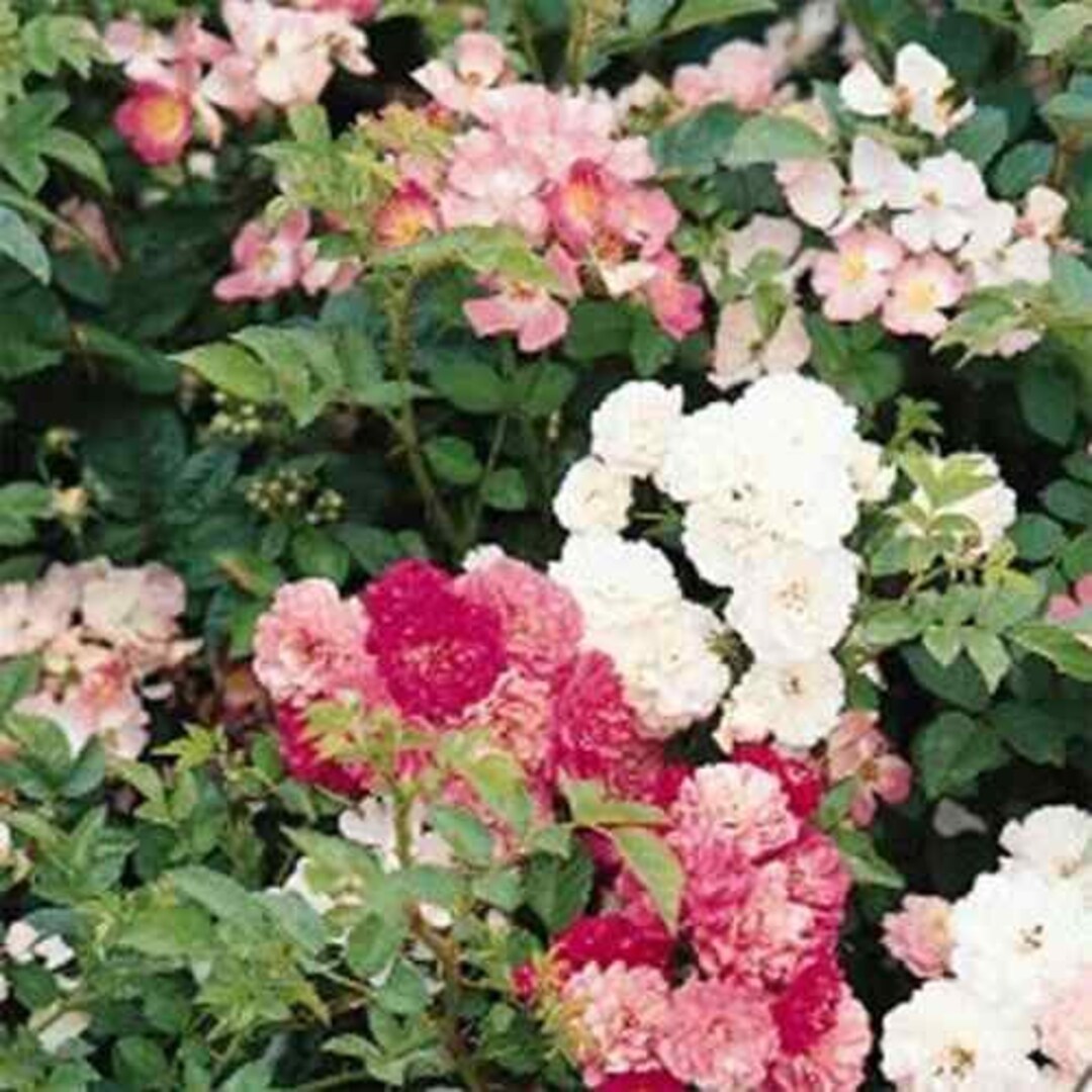 Rosa Chinensis Seeds - China Rose Flower Seed - 200 Seeds - Etsy