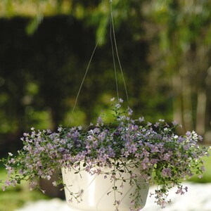 Bacopa Seeds - Bacopa Blutopia Blue Flower Seeds - 20 Seeds - Etsy