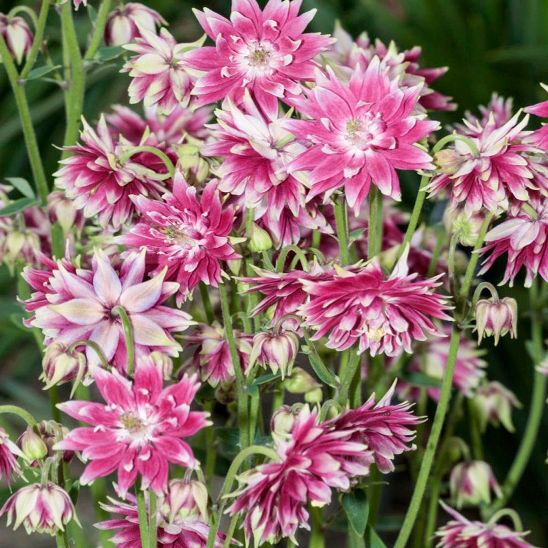 Columbine Seed - Aquilegia Vulgaris Nora Barlow Flower Seeds - 2000 ...