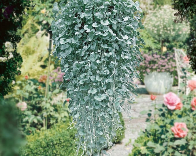 Catmint Nepeta Nervosa Pink Catmint Xeriscape Garden Flower Plant Seed ...