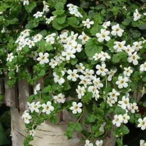 Bacopa Snowtopia Seeds - White Bacopa Flower Seeds - 20 Seeds - Etsy