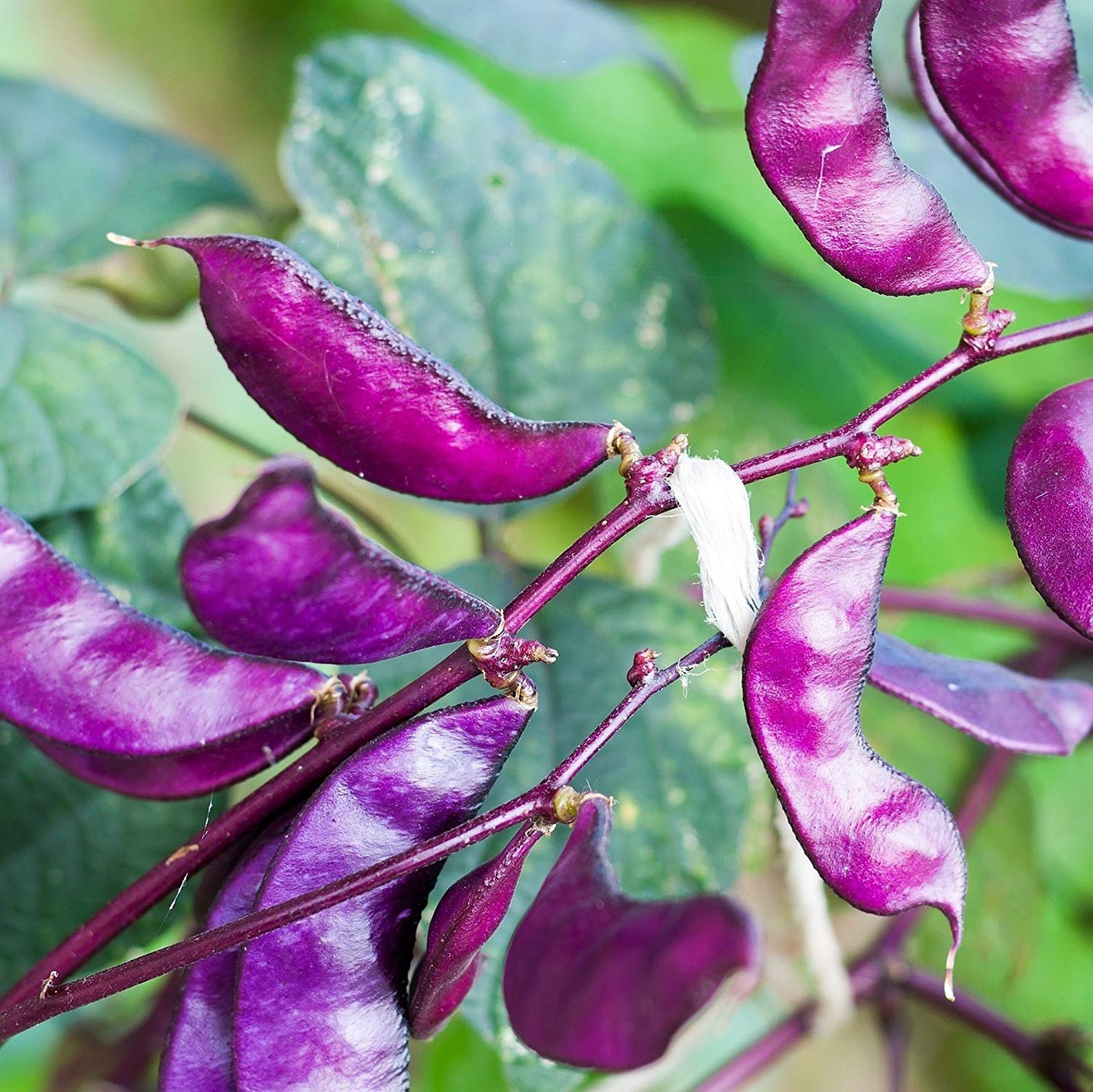 Hyacinth Bean Seed - Red Leaved Hyacinth Vine Flower Seeds - 100 Seeds ...