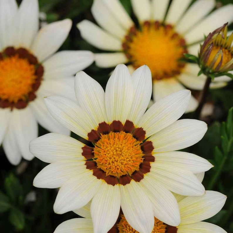 Drought Tolerant White Treasure Flower Gazania Rigens Ground Cover ...